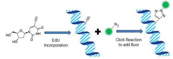 EdU Cell Proliferation Assay (EdU-647) | 17-10528